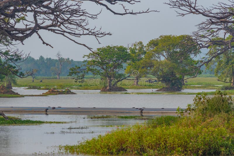 Tissa Weva Lake at Sri Lanka Stock Image - Image of valley, tourism ...