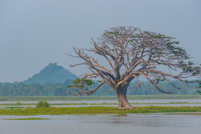 Tissa Weva Lake at Sri Lanka Stock Image - Image of field, tourism ...