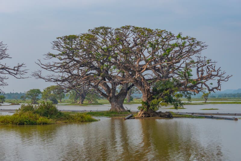 Tissa Weva Lake at Sri Lanka Stock Photo - Image of natural, tree ...