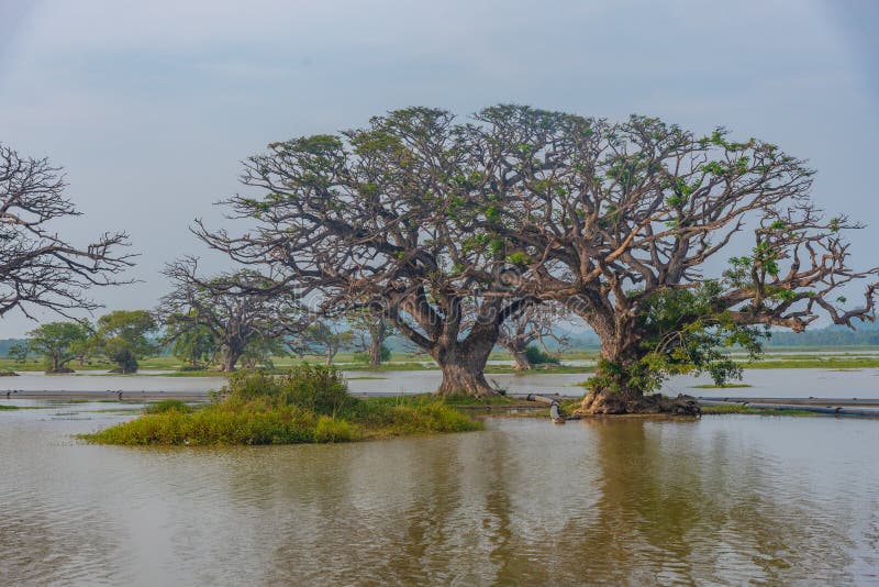 Tissa Weva Lake at Sri Lanka Stock Image - Image of fishing, travel ...