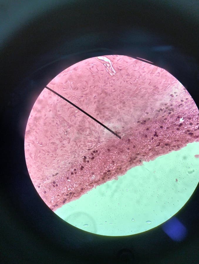 Tissue of Animal Organs Viewed from a Microscope Stock Image - Image of ...