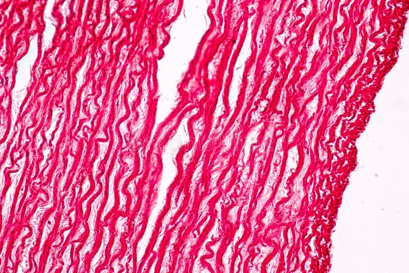 Veins Artery Under Microscope Stock Photos - Free & Royalty-Free Stock ...