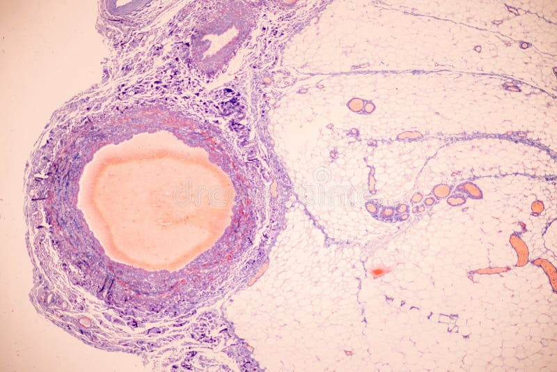 Tissue of Blood Human, Vein Human, Artery Human and Heart Muscle Human ...