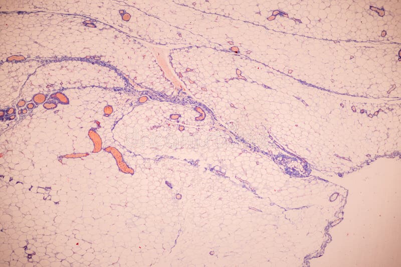Tissue of Blood Human, Vein Human, Artery Human and Heart Muscle Human ...