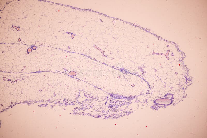 Tissue of Blood Human, Vein Human, Artery Human and Heart Muscle Human ...