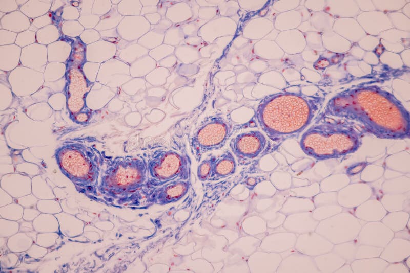 Tissue of Blood Human, Vein Human, Artery Human and Heart Muscle Human ...