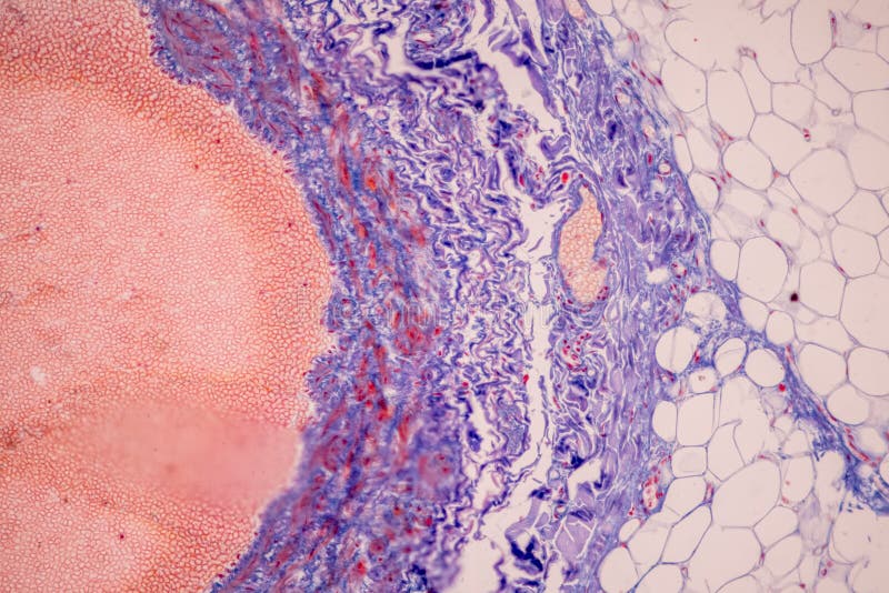 Tissue of Blood Human, Vein Human, Artery Human and Heart Muscle Human ...