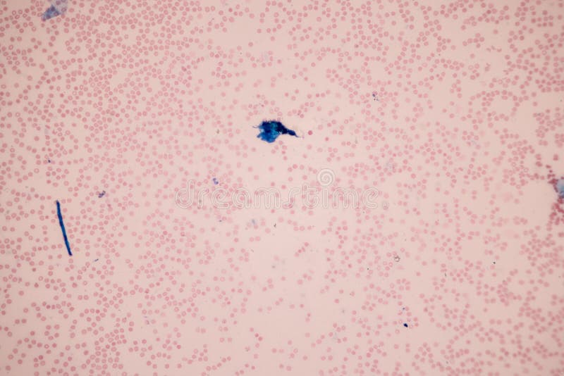 Tissue of Blood Human, Vein Human, Artery Human and Heart Muscle Human ...