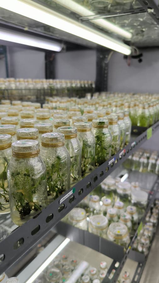 Tissue culture plants stock image. Image of liveplants - 323551127