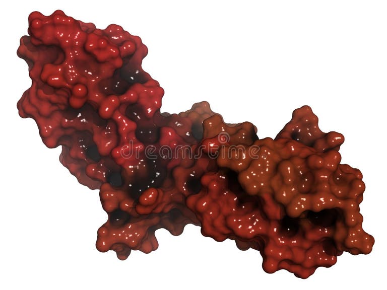 Tissue Factor (TF, Extracellular Part) Protein. Essential in Extrinsic ...