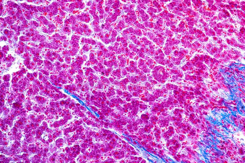 Tissue of Liver Under the Microscope for Education. Stock Photo - Image ...