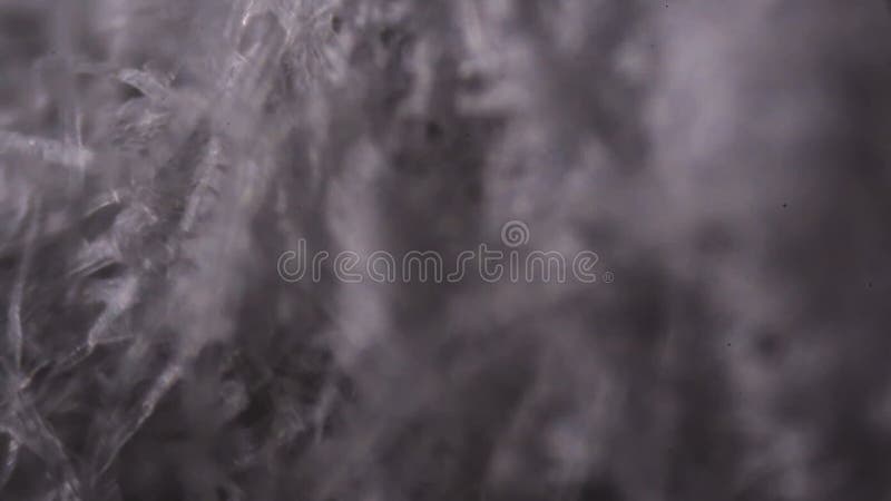 Paper fibers stock video. Video of microscopy, separate - 200305719