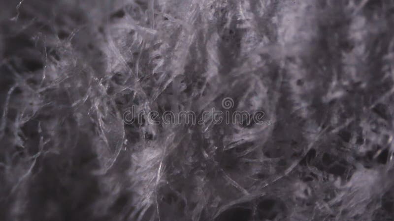 Tissue Paper Fibers Under the Microscope Stock Video - Video of micro ...