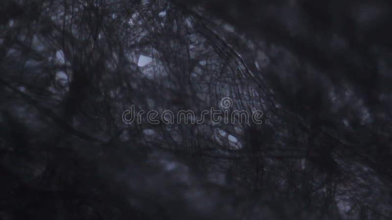 Cellulose Microscope Stock Footage & Videos - 14 Stock Videos