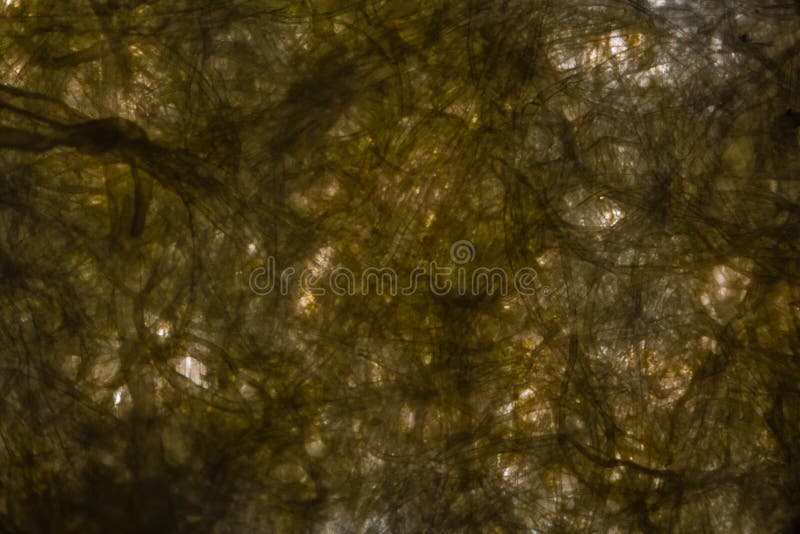 Sheet Under Microscope Stock Photos - Free & Royalty-Free Stock Photos ...