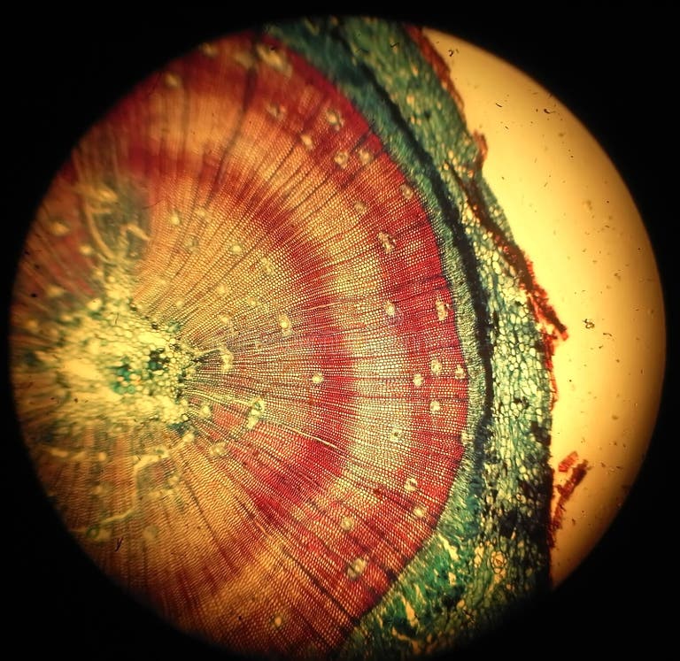 Tissue slice stock image. Image of green, biology, tissue - 25314537