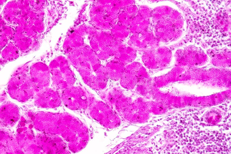 Small Intestine Duodenum and Vermiform Appendix Human Under the ...