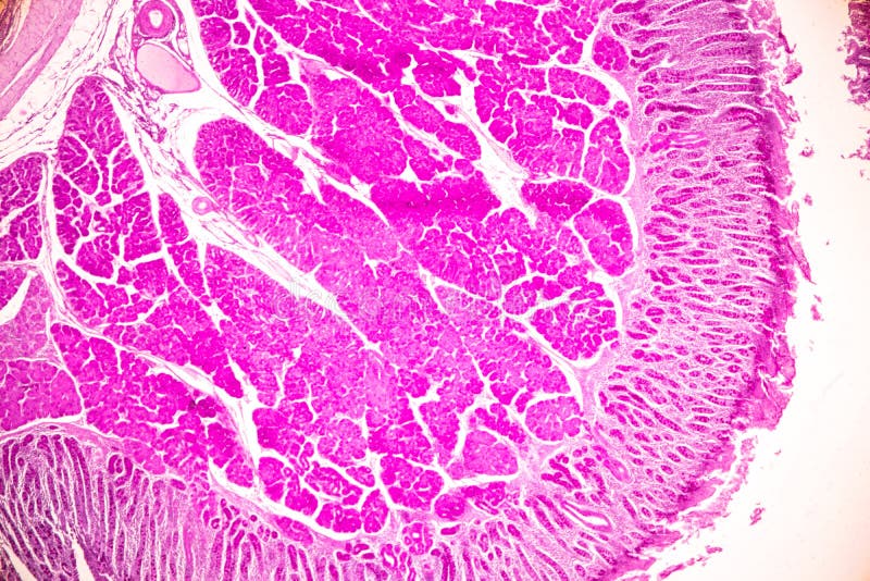 Vermiform Appendix Histology