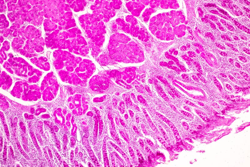 Small Intestine Cross Section Stock Photos - Free & Royalty-Free Stock ...