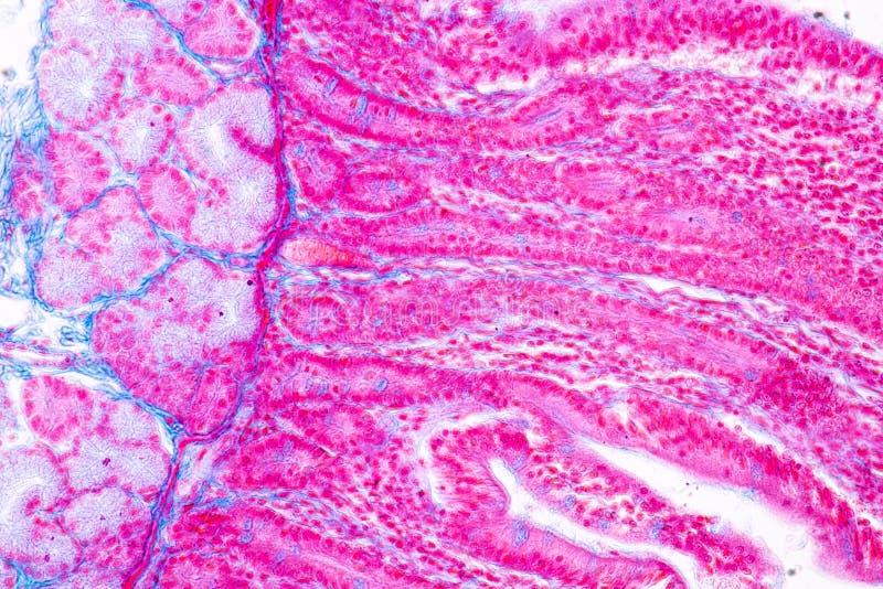 Tissue of Small Intestine or Small Bowel Under the Microscopic. Stock ...