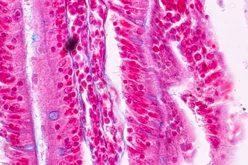 Tissue of Small Intestine or Small Bowel Under the Microscopic. Stock ...