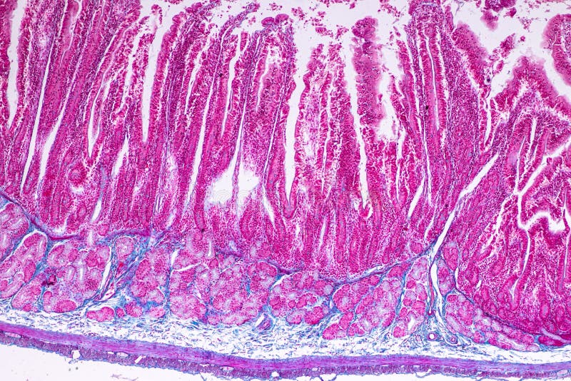 Tissue of Small Intestine or Small Bowel Under the Microscopic. Stock ...