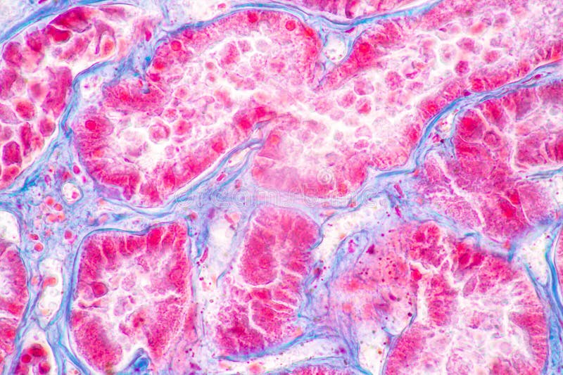 Tissue of Spleen Human, Liver Human and Kidney Human Under the ...