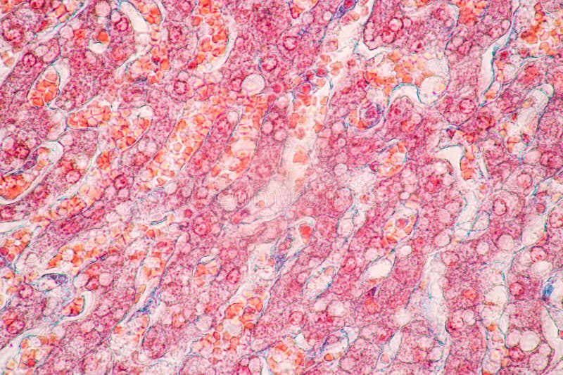 Tissue of Spleen Human, Liver Human and Kidney Human Under the ...