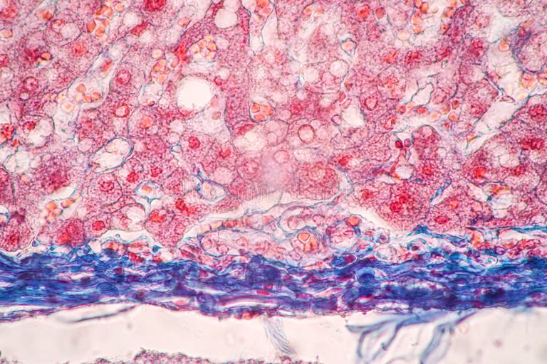 Tissue of Spleen Human, Liver Human and Kidney Human Under the ...