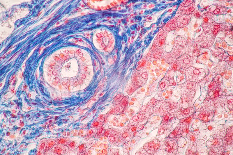 Tissue of Spleen Human, Liver Human and Kidney Human Under the ...