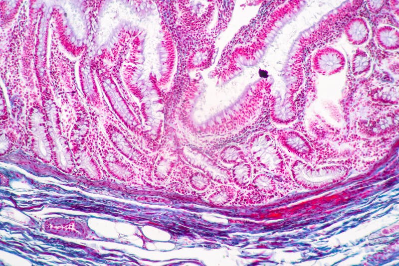 Tissue of Stomach Human, Small Intestine Human, Pancreas Human and ...