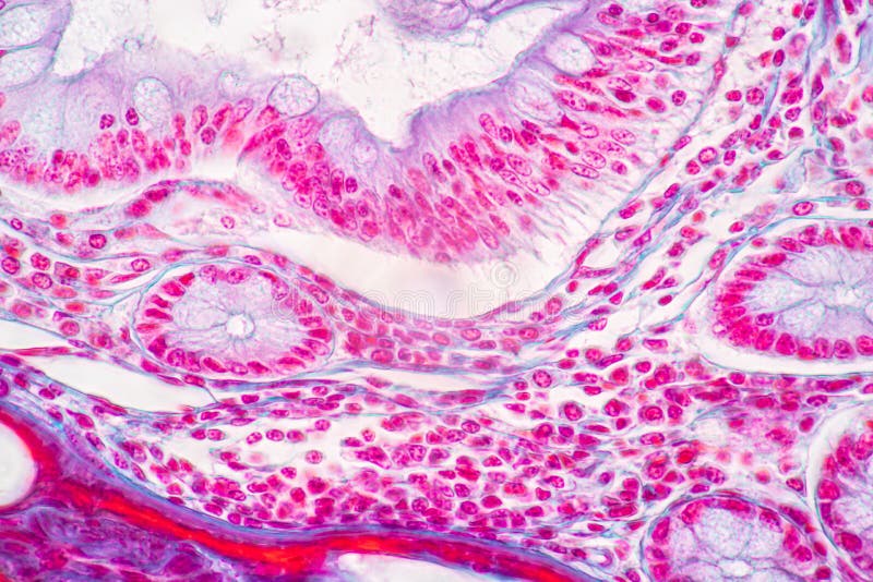 Tissue of Stomach Human, Small Intestine Human, Pancreas Human and ...