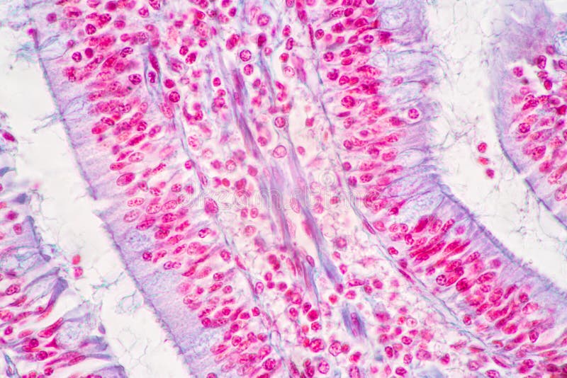 Tissue of Stomach Human, Small Intestine Human, Pancreas Human and ...