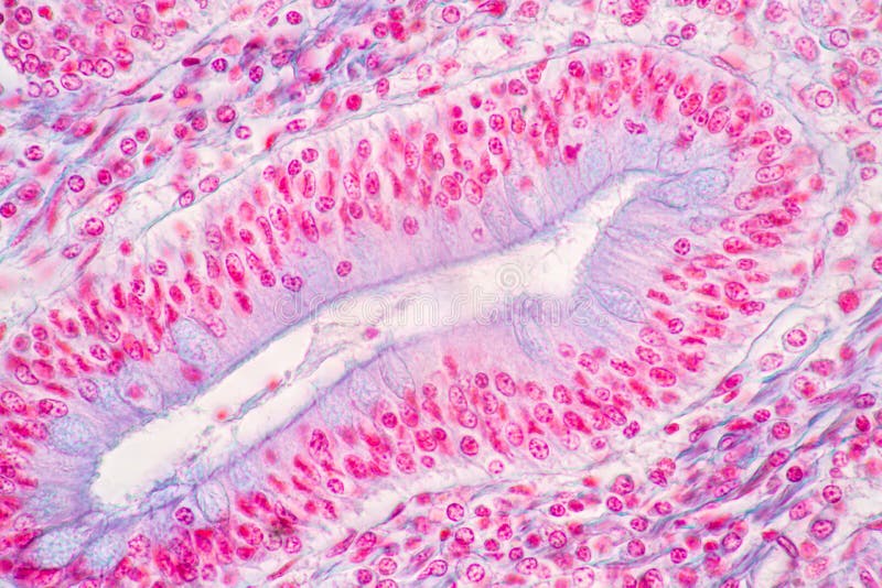 Tissue of Stomach Human, Small Intestine Human, Pancreas Human and ...
