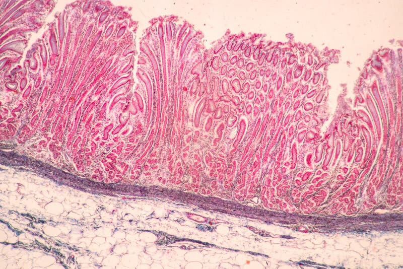 Tissue of Stomach Human, Small Intestine Human, Pancreas Human and ...