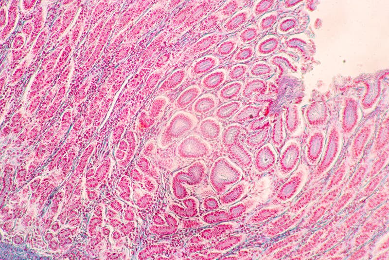 Tissue of Stomach Human, Small Intestine Human, Pancreas Human and ...