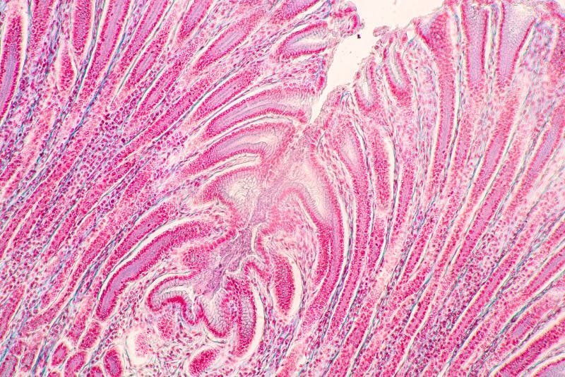 Tissue of Stomach Human, Small Intestine Human, Pancreas Human and ...