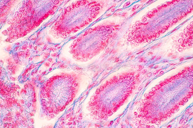 Tissue of Stomach Human, Small Intestine Human, Pancreas Human and ...