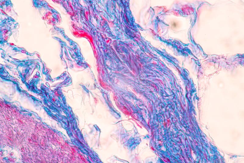 Tissue of Stomach Human, Small Intestine Human, Pancreas Human and ...