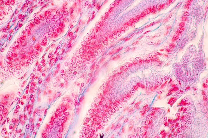 Tissue of Stomach Human, Small Intestine Human, Pancreas Human and ...