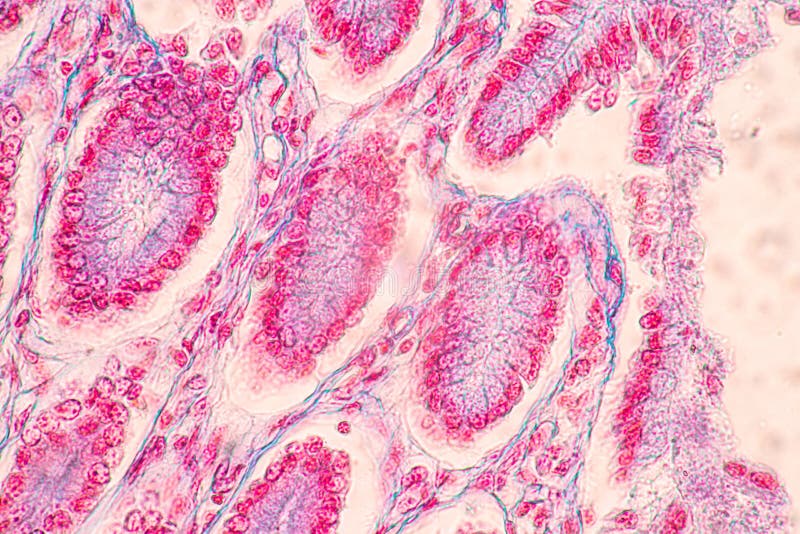 Tissue of Stomach Human, Small Intestine Human, Pancreas Human and ...