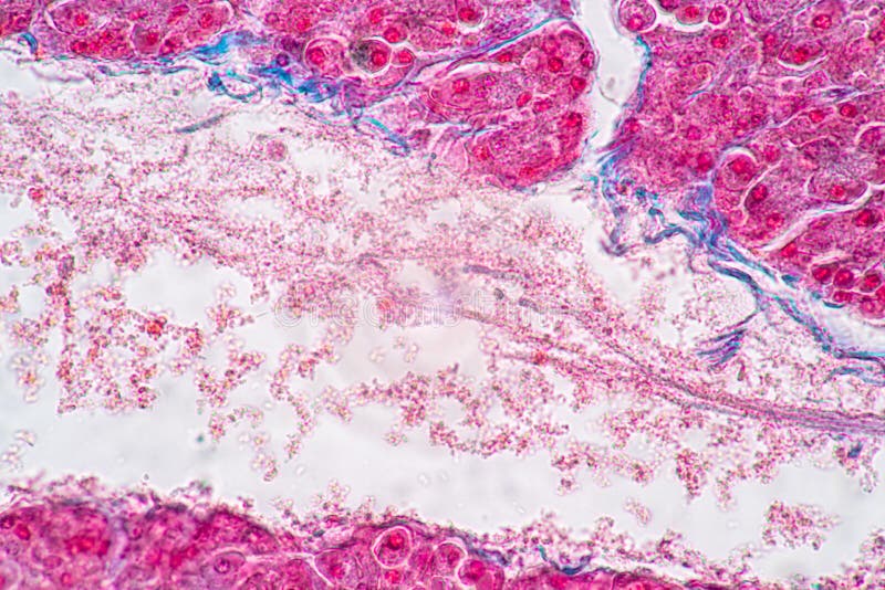 Tissue of Stomach Human, Small Intestine Human, Pancreas Human and ...