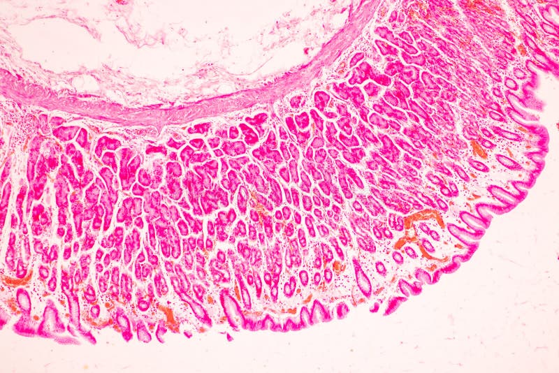 Tissue of Stomach Human Under the Microscope in Lab. Stock Photo ...