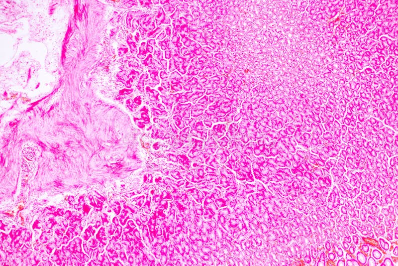 Tissue of Stomach Human Under the Microscope in Lab. Stock Image ...