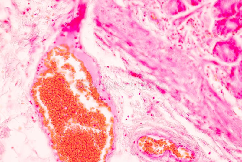 Tissue of Stomach Human Under the Microscope in Lab. Stock Image ...