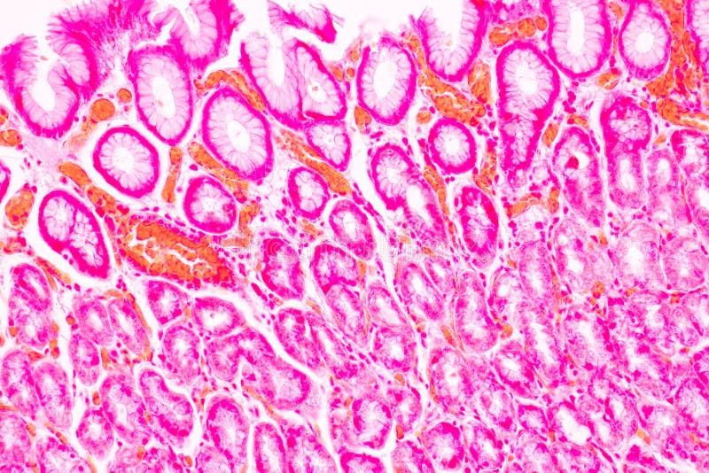 Tissue of Stomach Human Under the Microscope in Lab. Stock Photo ...