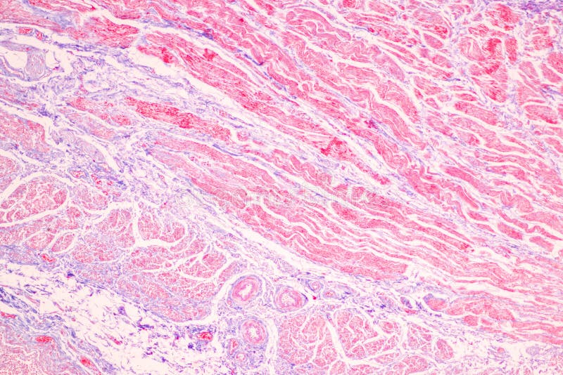 Tissue of Stomach Human Under the Microscope in Lab. Stock Image ...