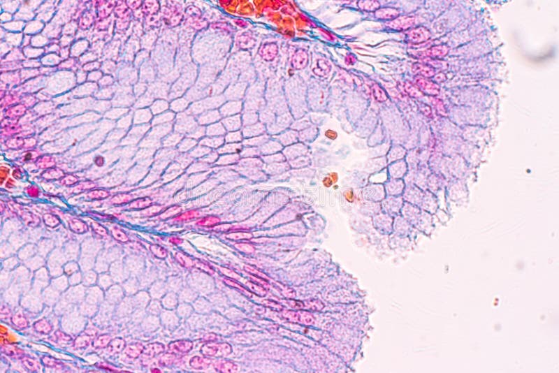 Tissue of Stomach Under the Microscope for Education. Stock Photo ...