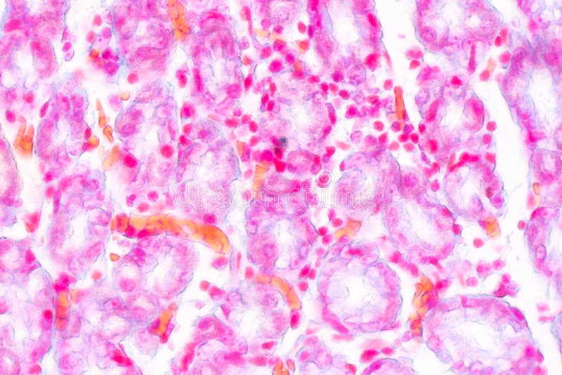 Tissue of Stomach Under the Microscope for Education. Stock Photo ...