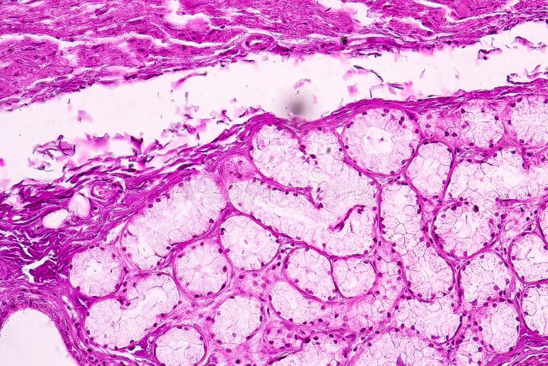 Tissue of Stomach Under the Microscope for Education. Stock Photo ...